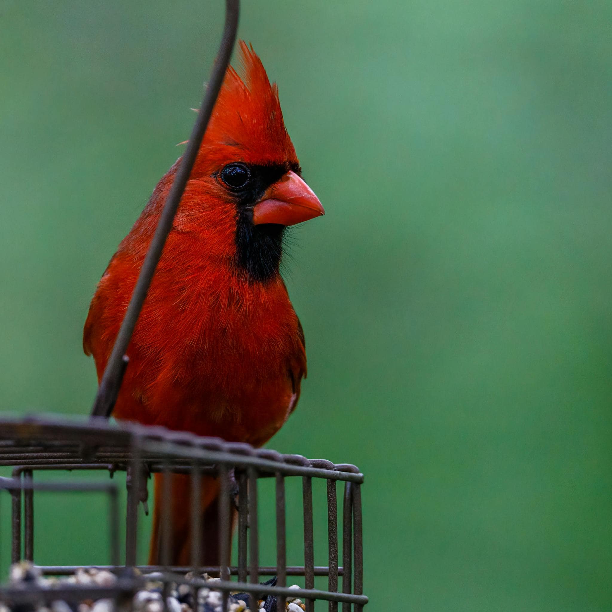 State Birds of the United States – Global Birding Initiative