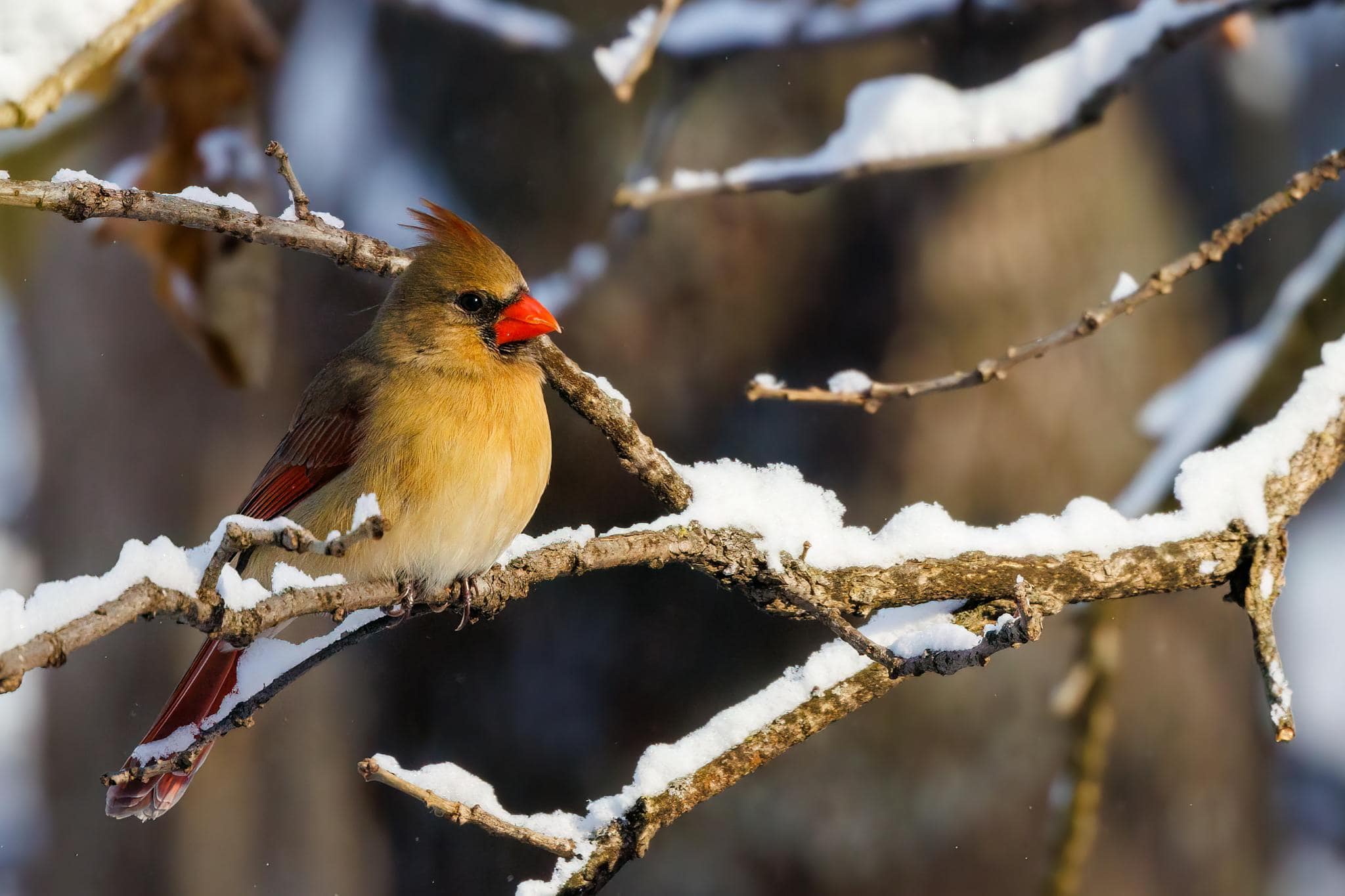 State Birds of the United States – Global Birding Initiative