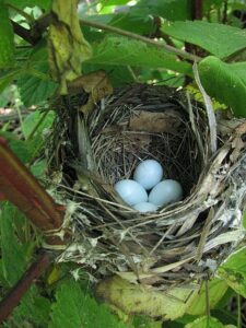 All About the Indigo Bunting – Global Birding Initiative