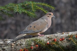 Birds of Alabama (with pictures) – Global Birding Initiative