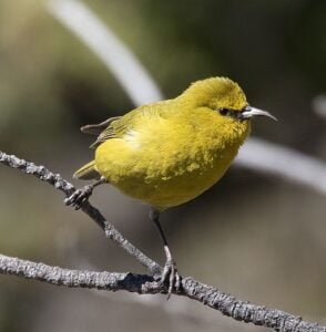 Birds Native To Hawaii – Global Birding Initiative