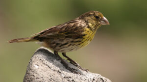 Birds Native To Hawaii – Global Birding Initiative